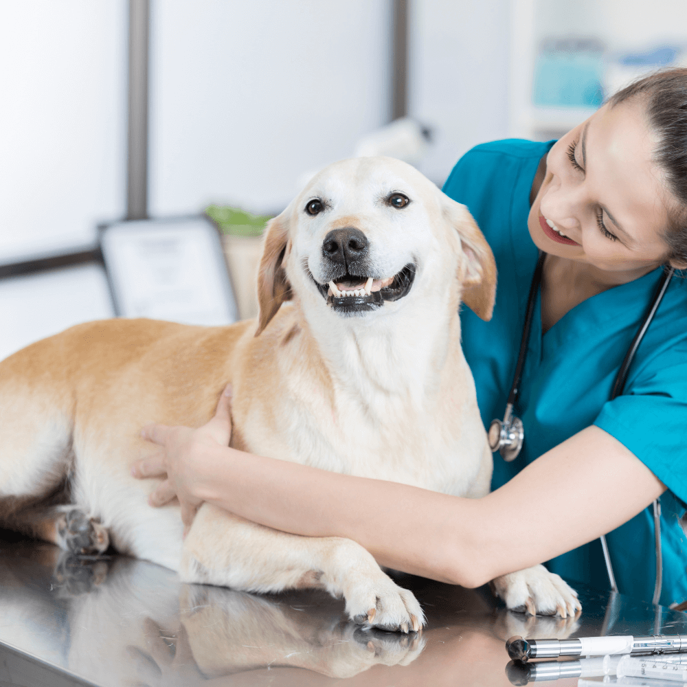 Best Vet Oncologist In New Jersey | Private Vet Speciaties